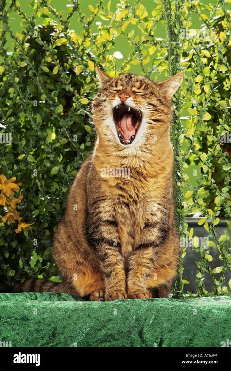 Domestic Cat Gaping Stock Photo Alamy
