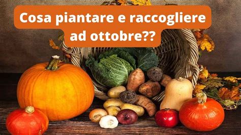 Nell Orto Di Ottobre Cosa Si Pianta La Lista Completa Delle Colture