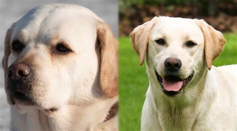 English Labrador Bench Vs American Labrador Field What S The