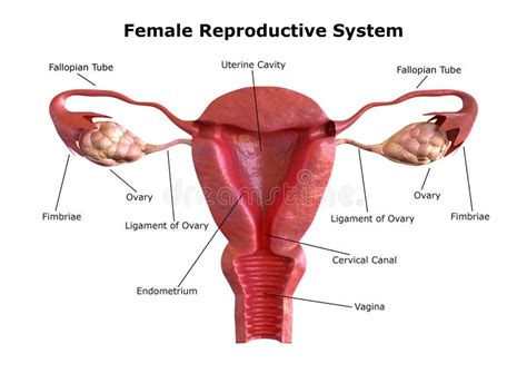 Female Reproductive System Stock Vector Illustration Of Chart