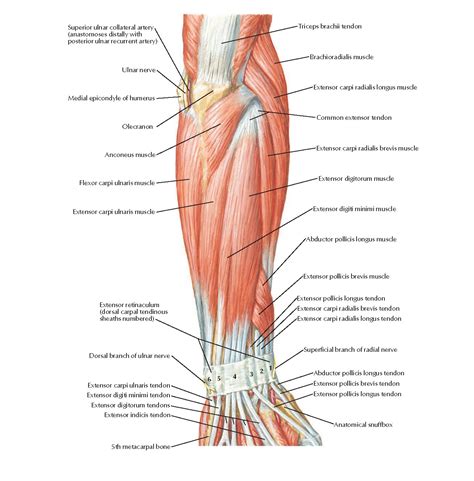 Muscles Of Forearm Superficial Layer Posterior View Anatomy