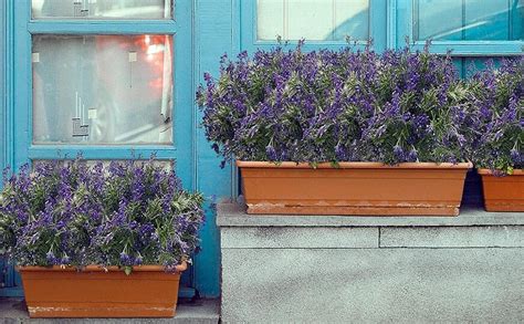 Descubre la belleza de las plantas con flor de interior una explosión
