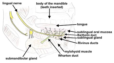 Glándulas Salivales Anatomía Concise Medical Knowledge 57 OFF