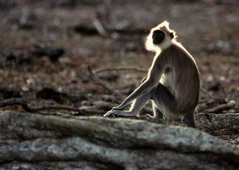 Wild Sri Lanka Summer Encounter Soul Sri Lanka Tour Company In