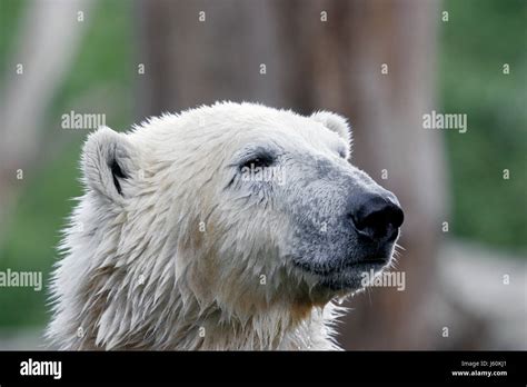 Polar Bear Portrait Stock Photo Alamy