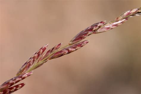 Polyploid Net Sw Plants