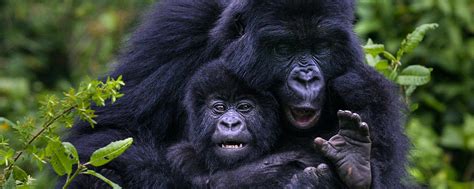 2 Days Rwanda Gorilla Trekking Safari Rwanda Gorilla Trekking Rwanda