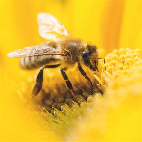 Le R Le Des Abeilles Dans La Biodiversit Apicr A