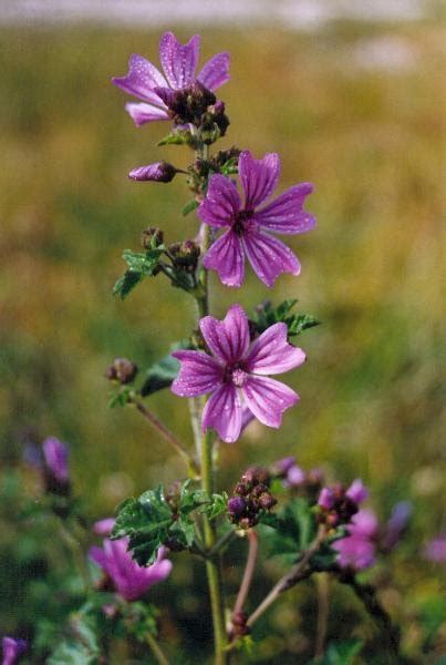 Las Plantas Y Sus Usos Malva