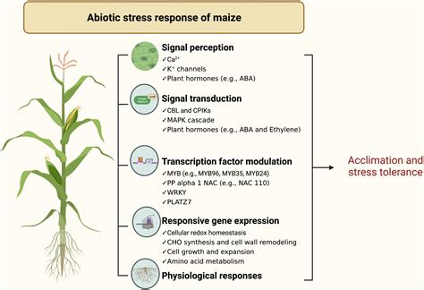 Frontiers Recent Developments In Multi Omics And Breeding Strategies