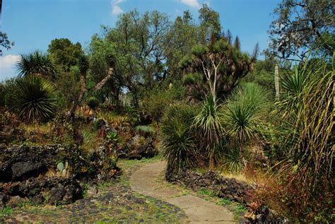 Jardín Botánico de la UNAM un apasionante pulmón de la CDMX México