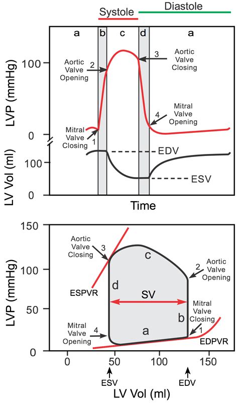 CV Physiology Ventricular Pressure Volume Relationship