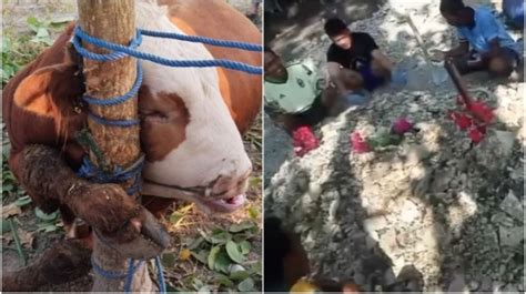 Sapi Kurban Yang Mati Gegara Terjerat Tali Akhirnya Dikubur Warga