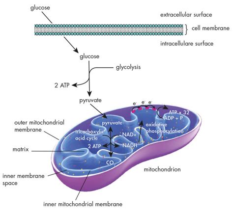 Métabolisme du Glucose étudier ses voies enzymes et métabolites