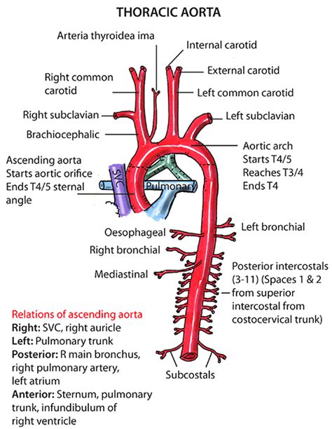 Instant Anatomy Thorax Vessels Arteries Ascending Aorta Nursing