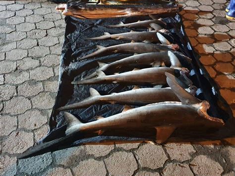La pesca ilegal es la tercer actividad ilegal más lucrativa así se
