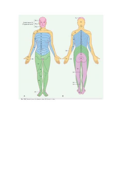 Docx Cutaneous Innervation Of Lower And Upper Limbs Dokumen Tips