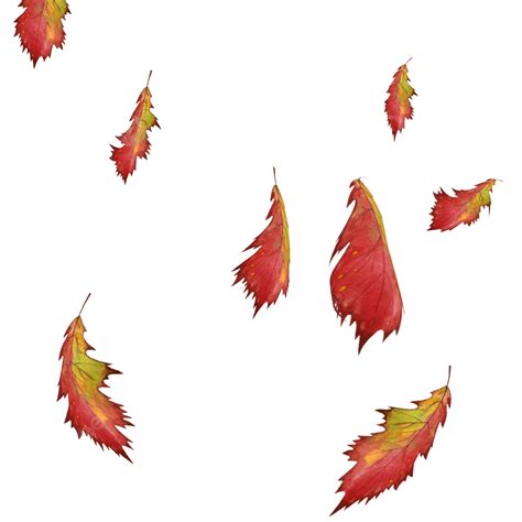 Autumn Leaves Falling Fall Autumn Plant PNG Transparent Clipart