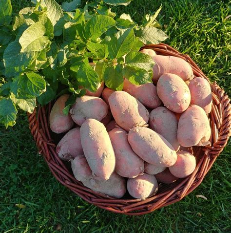 Ziemniaki CZERWONE Jak Sadzeniaki Zdrowe NIEPRYSKANE BELLAROSA 10kg