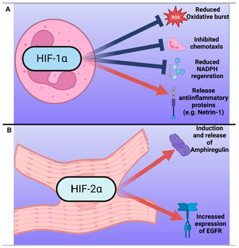 JCDD Free Full Text The Intriguing Role Of Hypoxia Inducible Factor