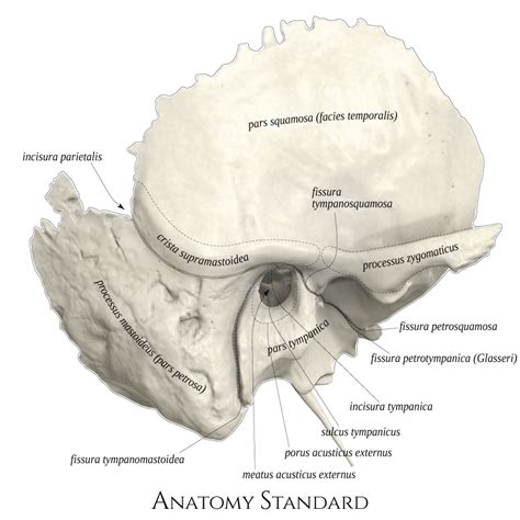 Temporal Bone Lateral View Dental Anatomy Anatomy Bones Skull Anatomy