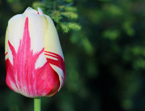 Kwiat Tulipan Wiosna Darmowe Zdj Cie Na Pixabay Pixabay