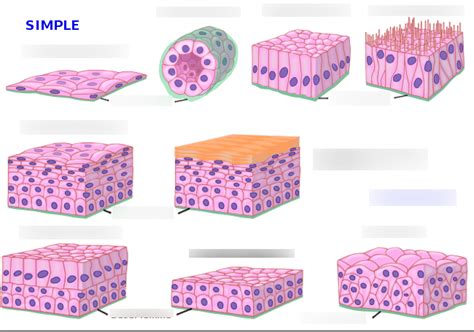 CD442 Module 3 Epithelial Tissue Diagram Quizlet