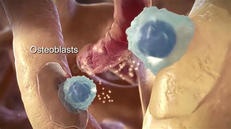 Bone Tissue Osteoclast And Osteoblast While Osteoclast Are Large Cell