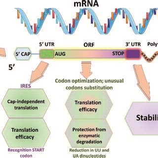 Representative Scheme Of Cmrna Containing Five Structural Elements