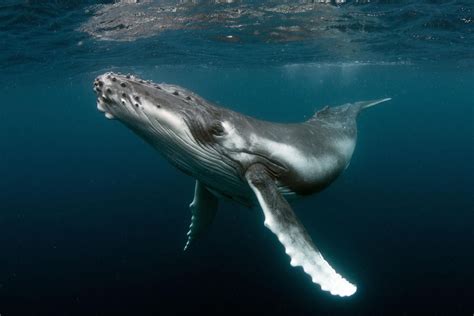 Whale Watching In Mauritius Batopima