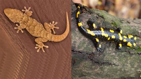 Salamanquesa vs Salamandra Cuál es la diferencia ArmadilloChile cl