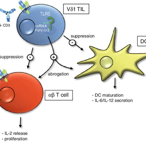 A Summary Of The Direct Co Stimulatory Effects Of TLR Ligands On Human