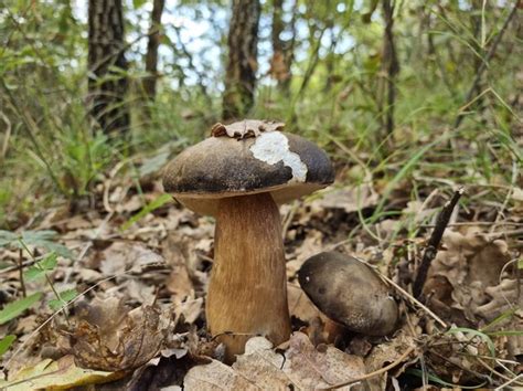 Raccolta Dei Funghi 2022 Tutte Le Regole Agrodolce