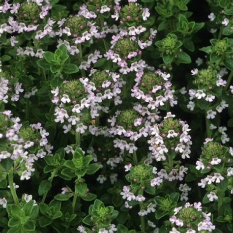 Thyme Linalool Essential Oil Organic 5ml Atlantic Aromatics