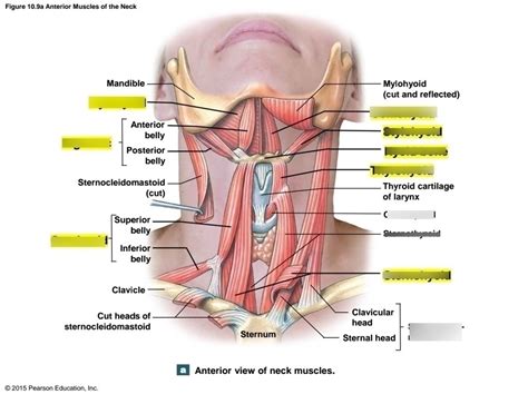 Ch Muscles Of Neck Diagram Quizlet