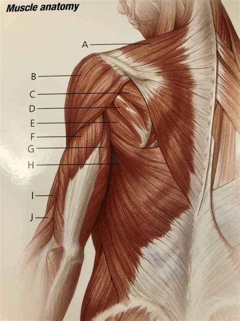 Back Upper Arms Diagram Quizlet