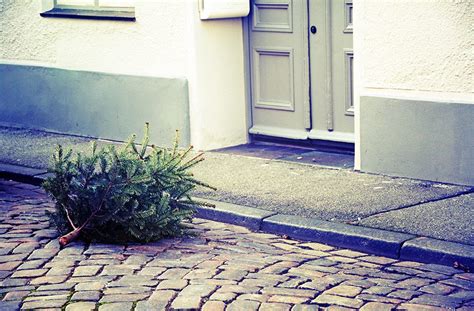 Que faire de votre sapin de Noël après les fêtes 13 Comme Une