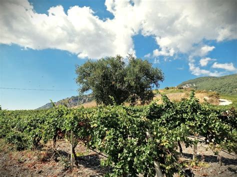 Un Tour Alla Scoperta Della Sicilia DOC E Del Suo Nero D Avola Chiara