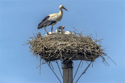 Stork Fugl Dyr Gratis foto på Pixabay Pixabay
