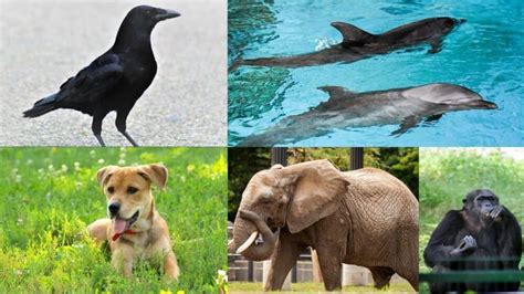 Animais mais inteligentes do mundo Quais são eles