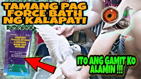 FORCE BATH PIGEON RACING TAMANG PAG FORCE NG KALAPATI GAMIT KO ANG