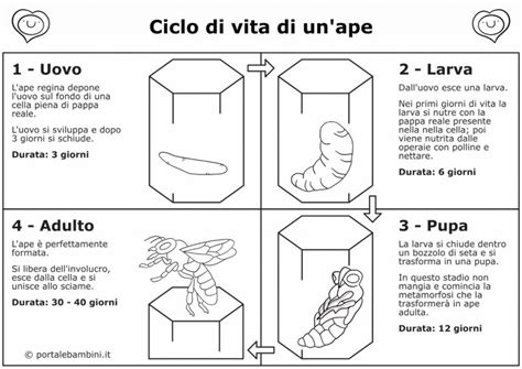 Ciclo Di Vita Di Un Ape Lapbook Portalebambini It Cicli Di Vita