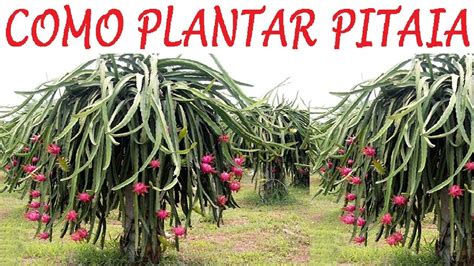 Como Plantar Pitaia da forma mais fácil do mundo YouTube