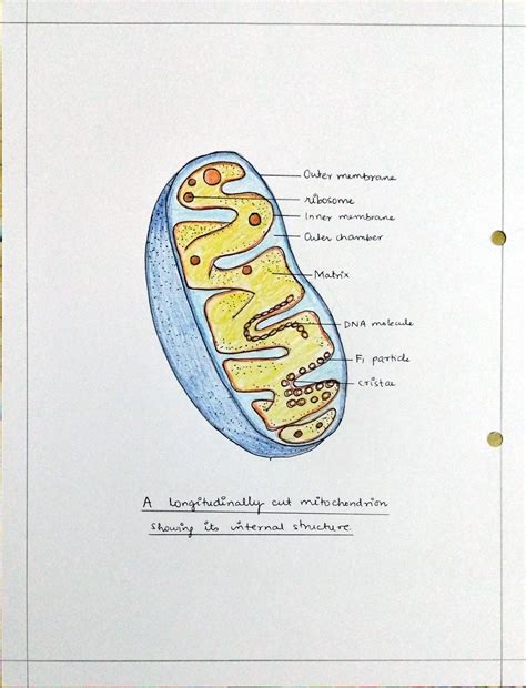 How To Draw And Labelled The Mitochondria Step By Step Tutorial Artofit