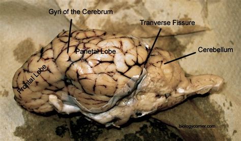 Sheep Brain Inside