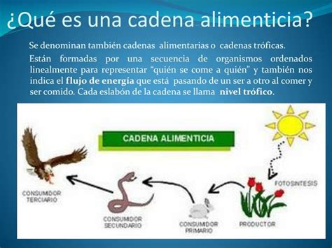 PPT LA CADENA ALIMENTICIA PowerPoint Presentation ID 1908754