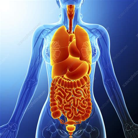 Human Internal Organs Artwork Stock Image F Science