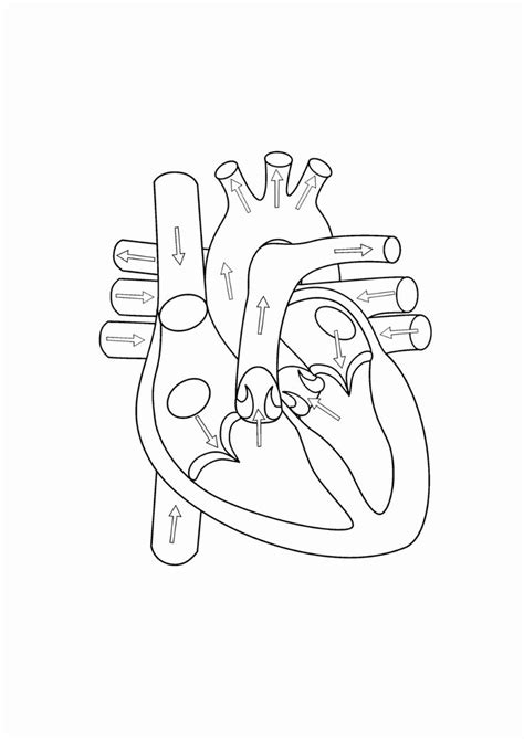 Blank Heart Diagrams Diagram Link Heart Diagram Drawing Human Heart