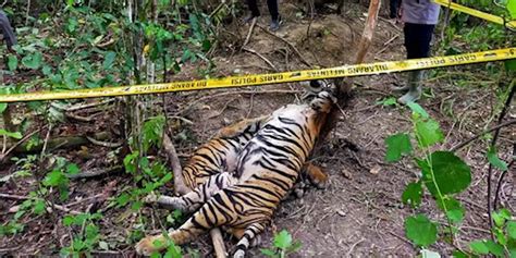 2 Orang Jadi Tersangka Kematian 3 Harimau Sumatera Di Aceh Timur