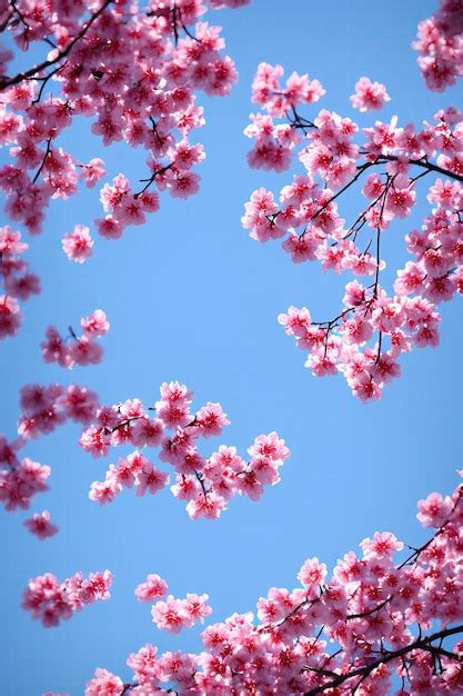 Flores De Cerezo Flor De Sakura Floreciendo Foto Premium